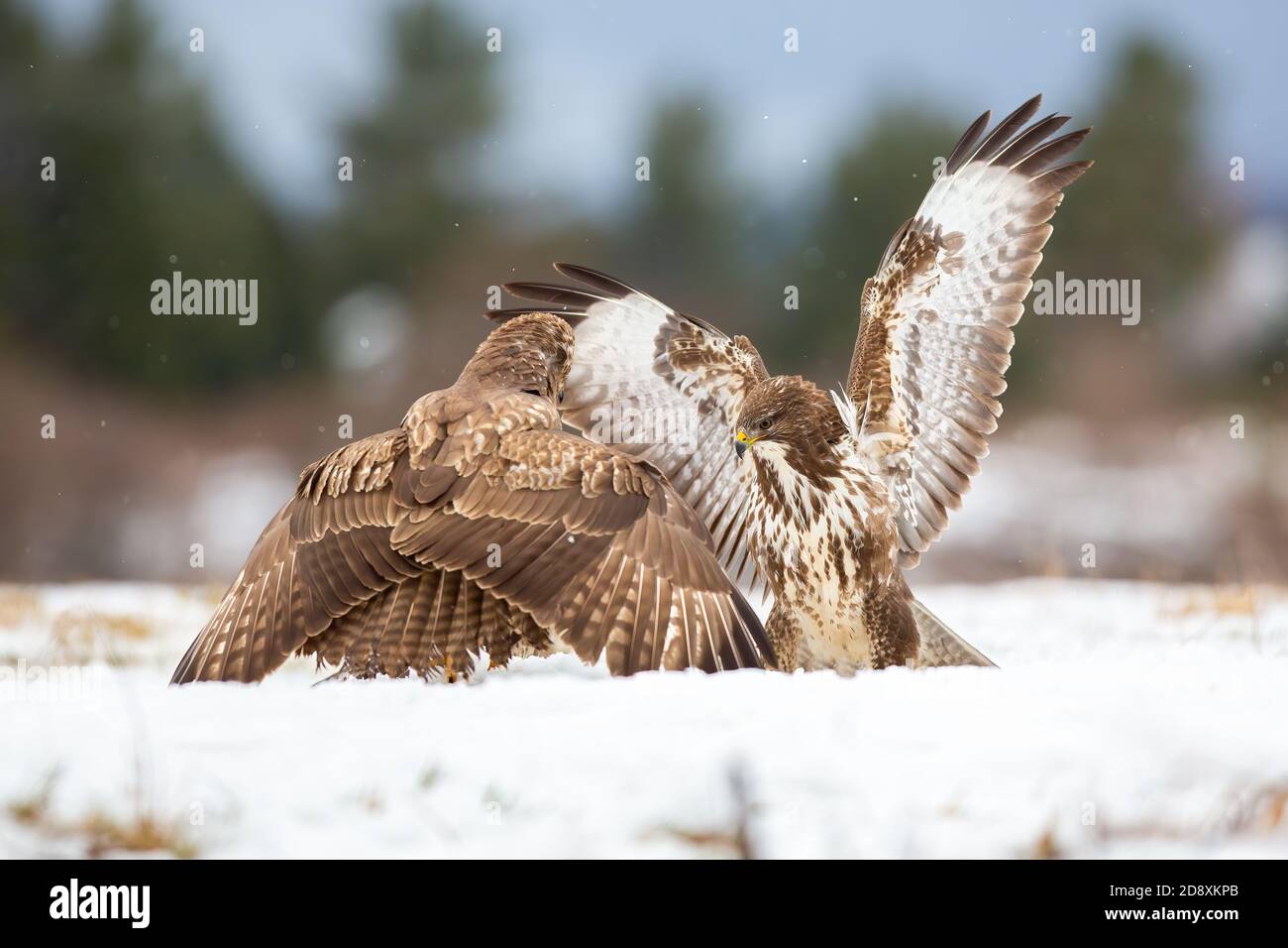 Two buzzards hi-res stock photography and images - Alamy