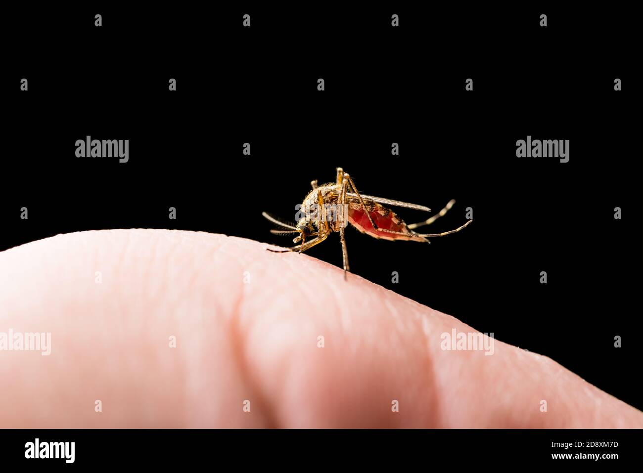 Eee virus hi-res stock photography and images - Alamy
