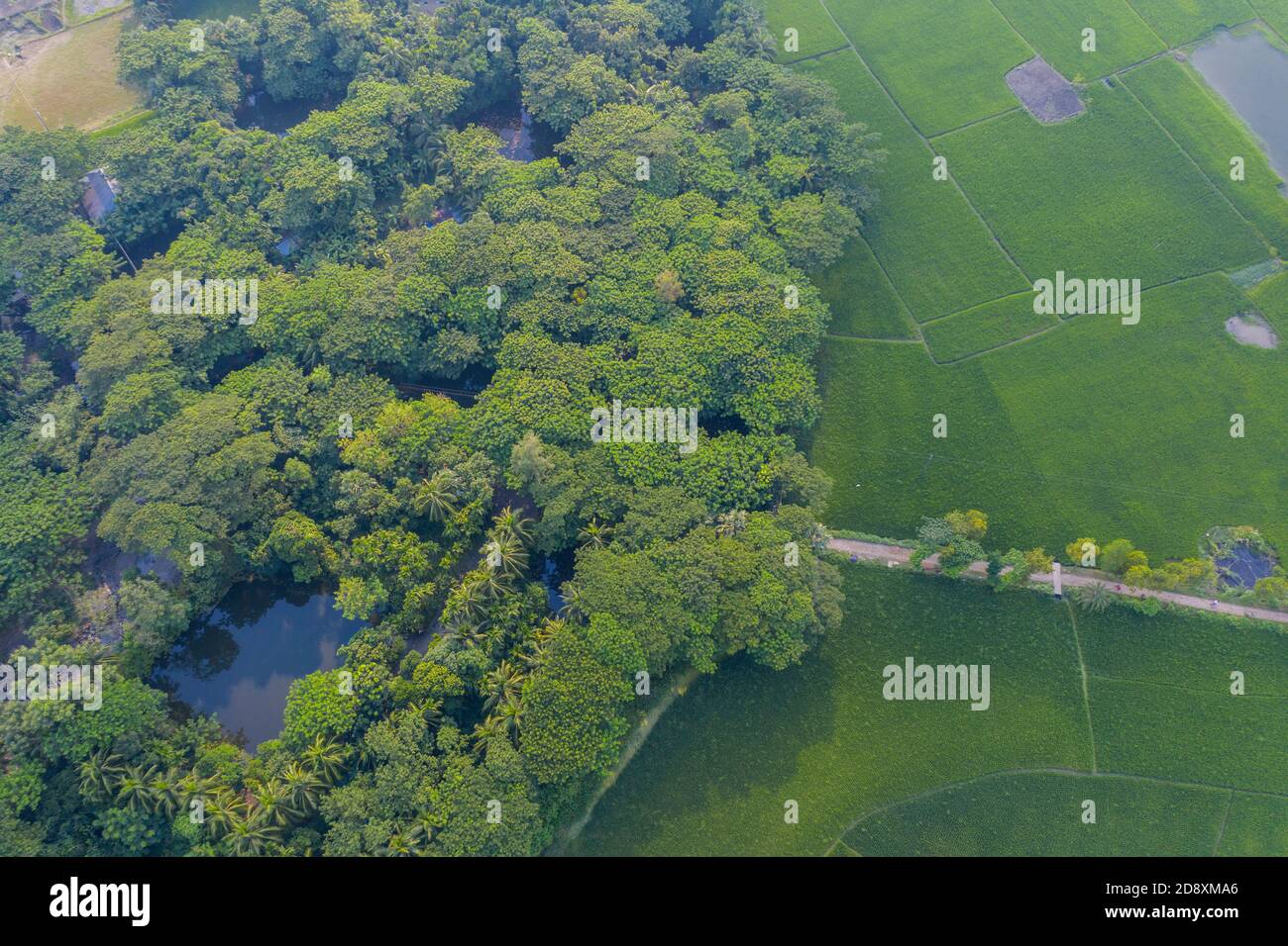 Aerial view of green paddy field at Lakshmipur in Bangladesh Stock ...