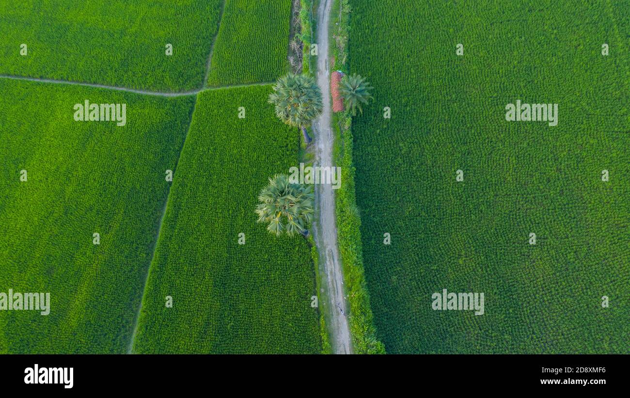 Aerial view of green paddy field at Lakshmipur in Bangladesh Stock ...