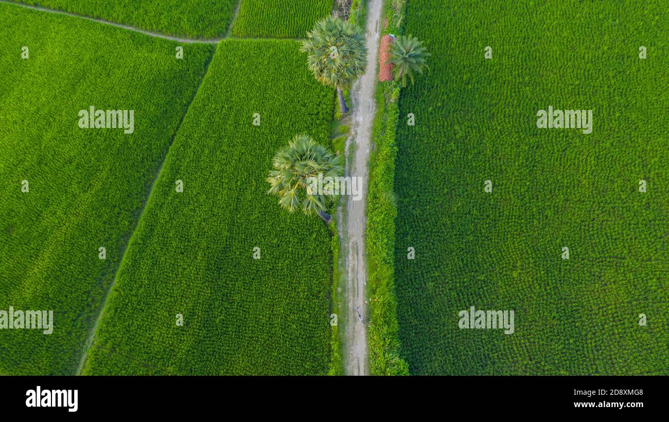 Green paddy field hi-res stock photography and images - Alamy