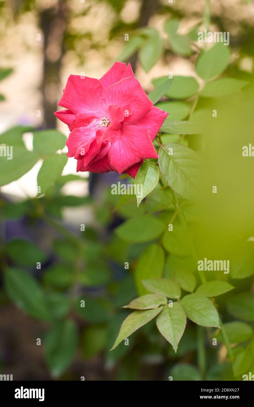 Red rose blooming in the garden. single red rose background Stock Photo ...