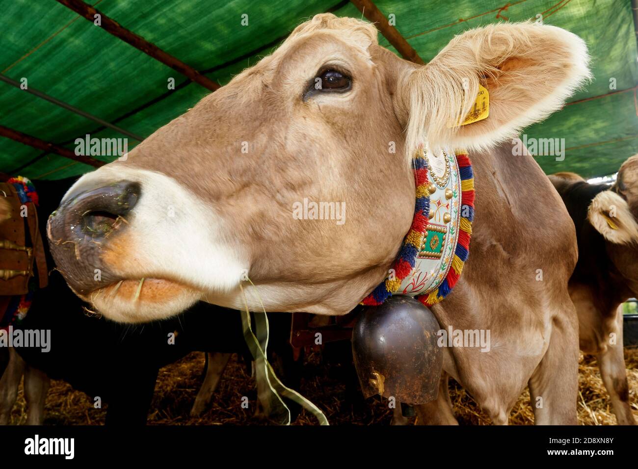 Valcamonica (Bs), Italy, a dairy cow in the barn Stock Photo - Alamy