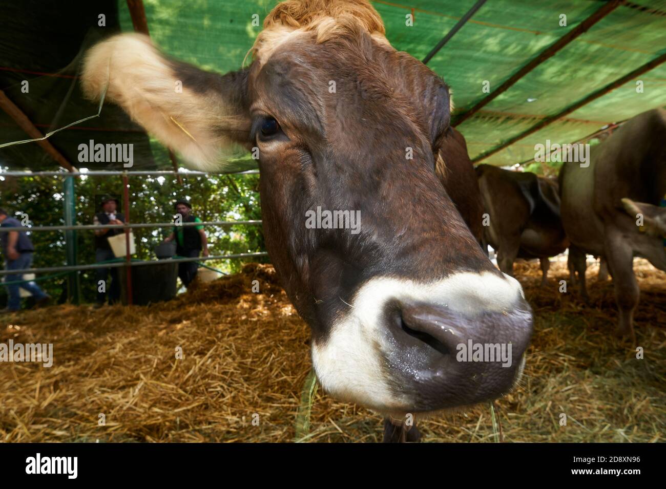 Valcamonica (Bs), Italy, a dairy cow in the barn Stock Photo - Alamy