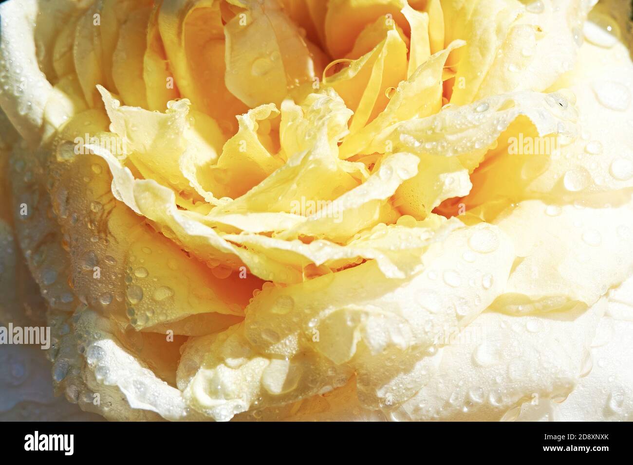 White yellow rose with raindrops and dew on petals. Flowers and herbal ...