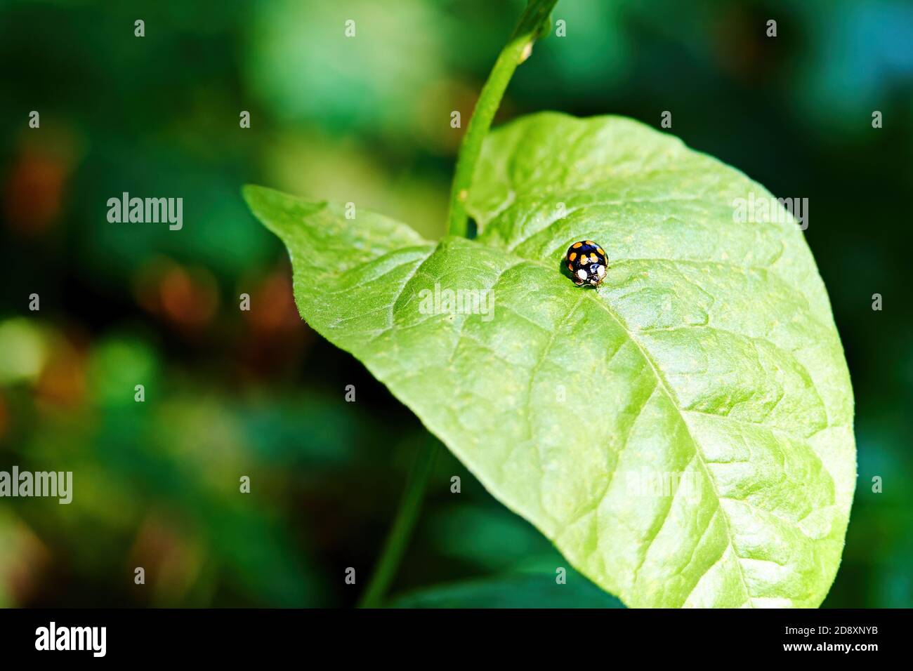 Single spotted ladybug sitting on a green leaf in the garden. Animals ...
