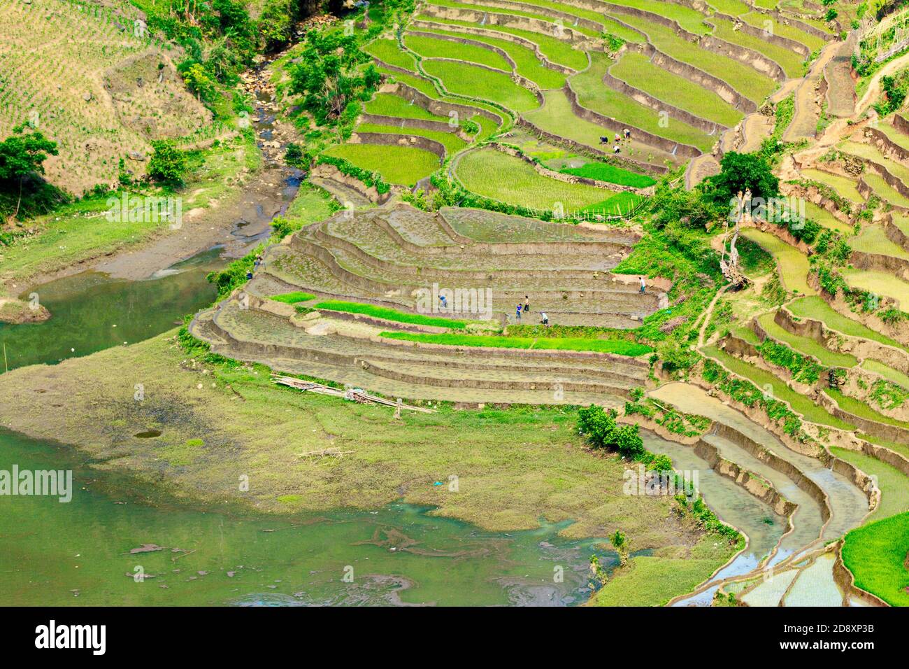 Aerial view of rice terraces in mountainous region of Y Ty, Vietnam ...