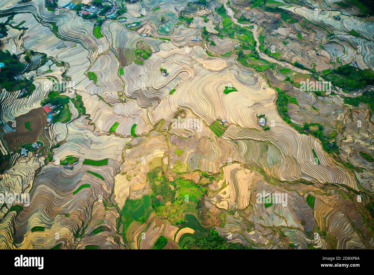 Aerial view of rice terraces in mountainous region of Y Ty, Vietnam ...