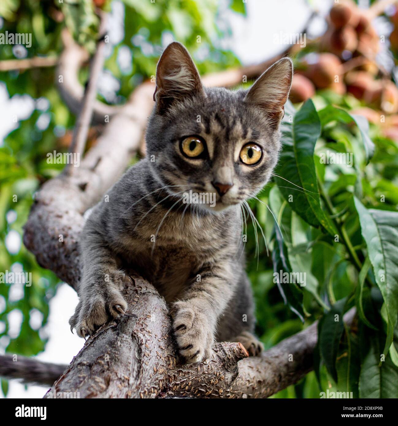 A Beautiful Cat sitting on a tree. Summer background Stock Photo - Alamy
