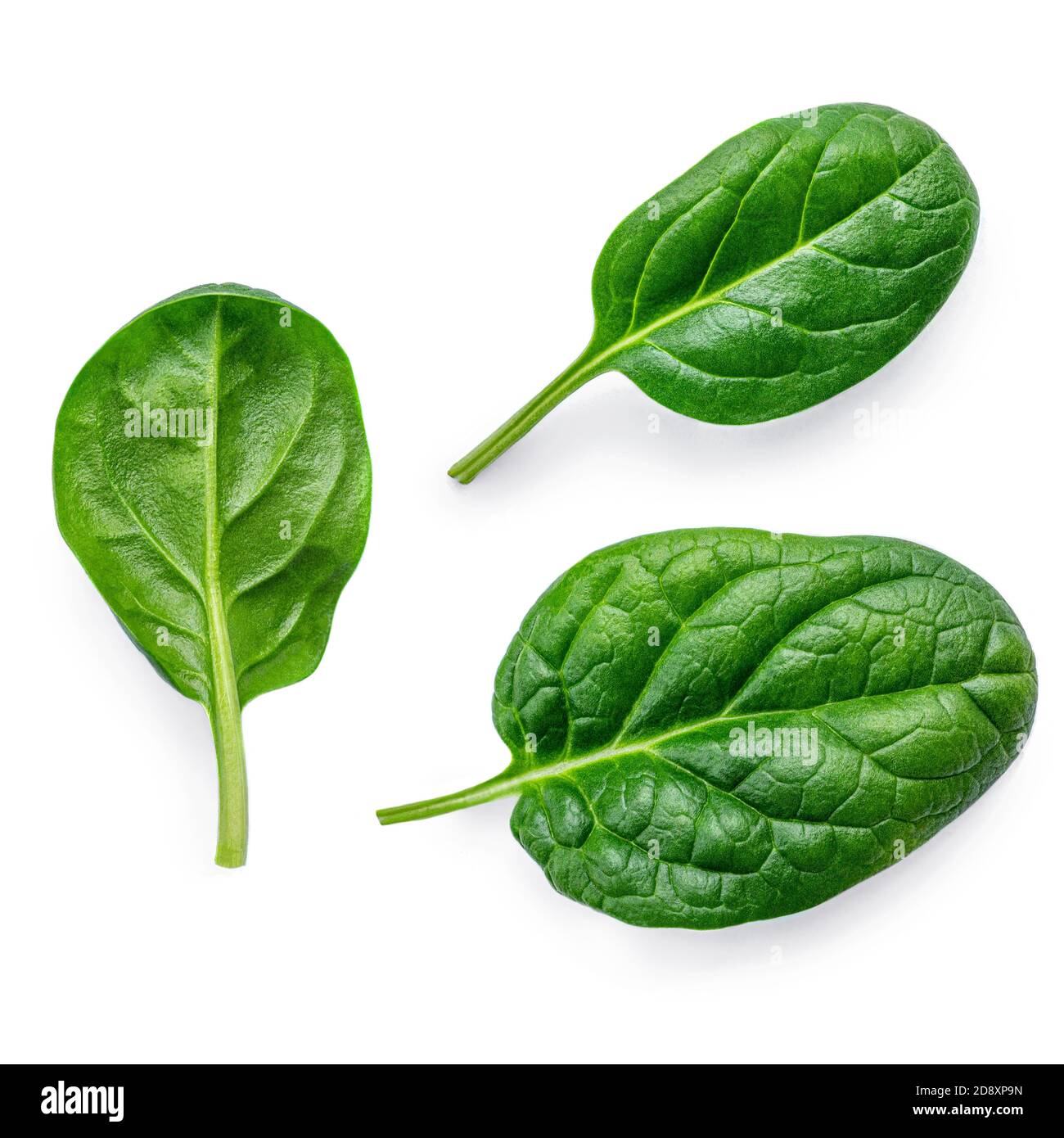 Spinach Leaves