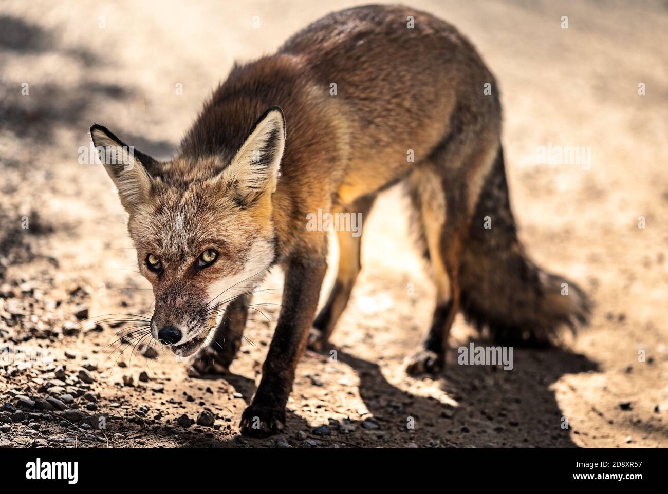 Small and wild red fox looking at the camera in the middle of nature ...