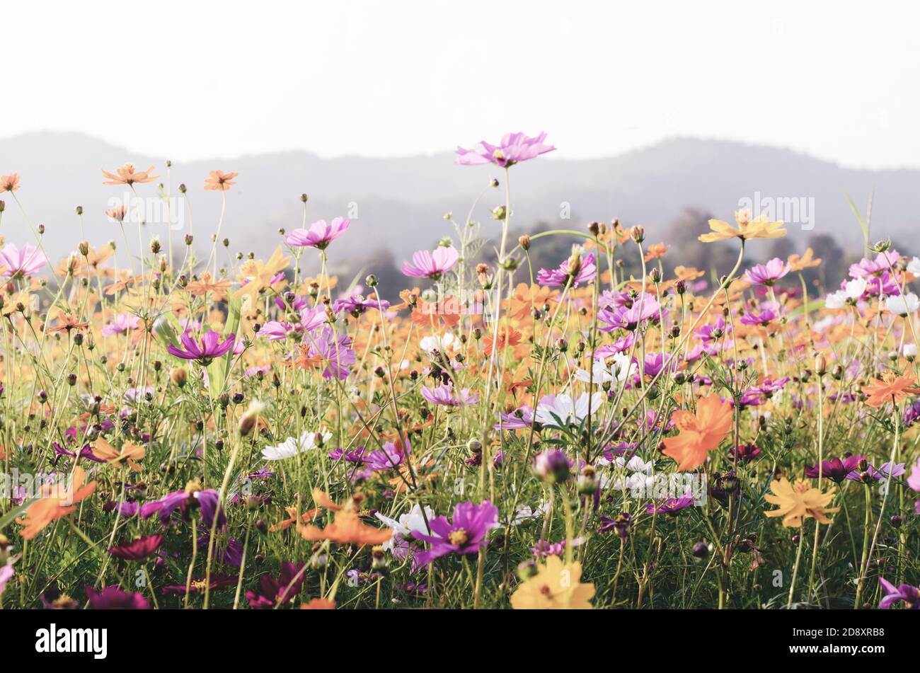 Cosmos flower field in vintage style Stock Photo - Alamy