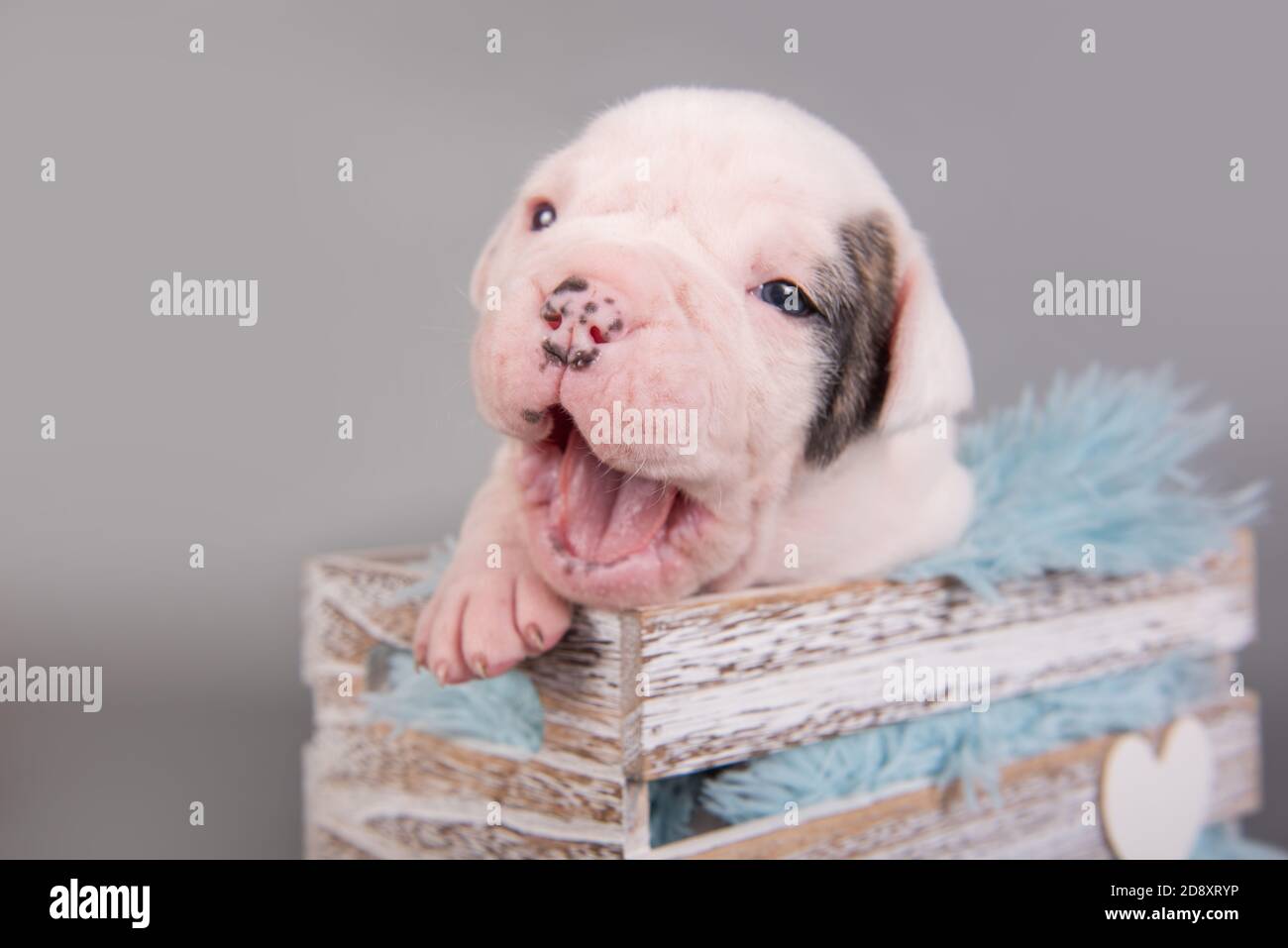American Bulldog puppy dog is yawning on gray Stock Photo - Alamy