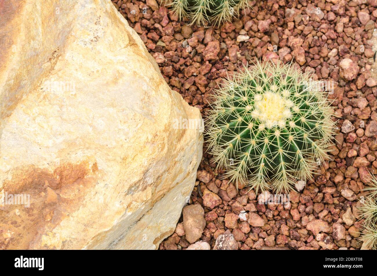 Golden Barrel Cactus plant Stock Photo - Alamy