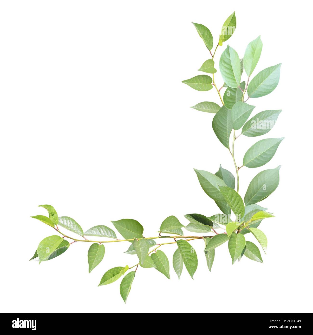 Decorative angle with branch with green leaves. Corner element made of ...