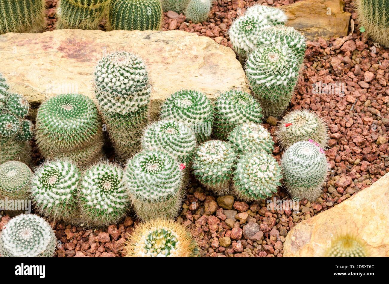 Mammillaria cactus plant Stock Photo - Alamy
