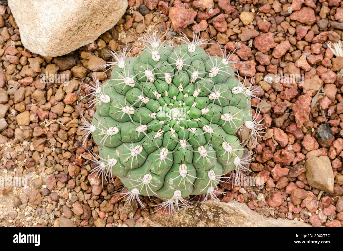 Little prickly pear cactus hi-res stock photography and images - Alamy