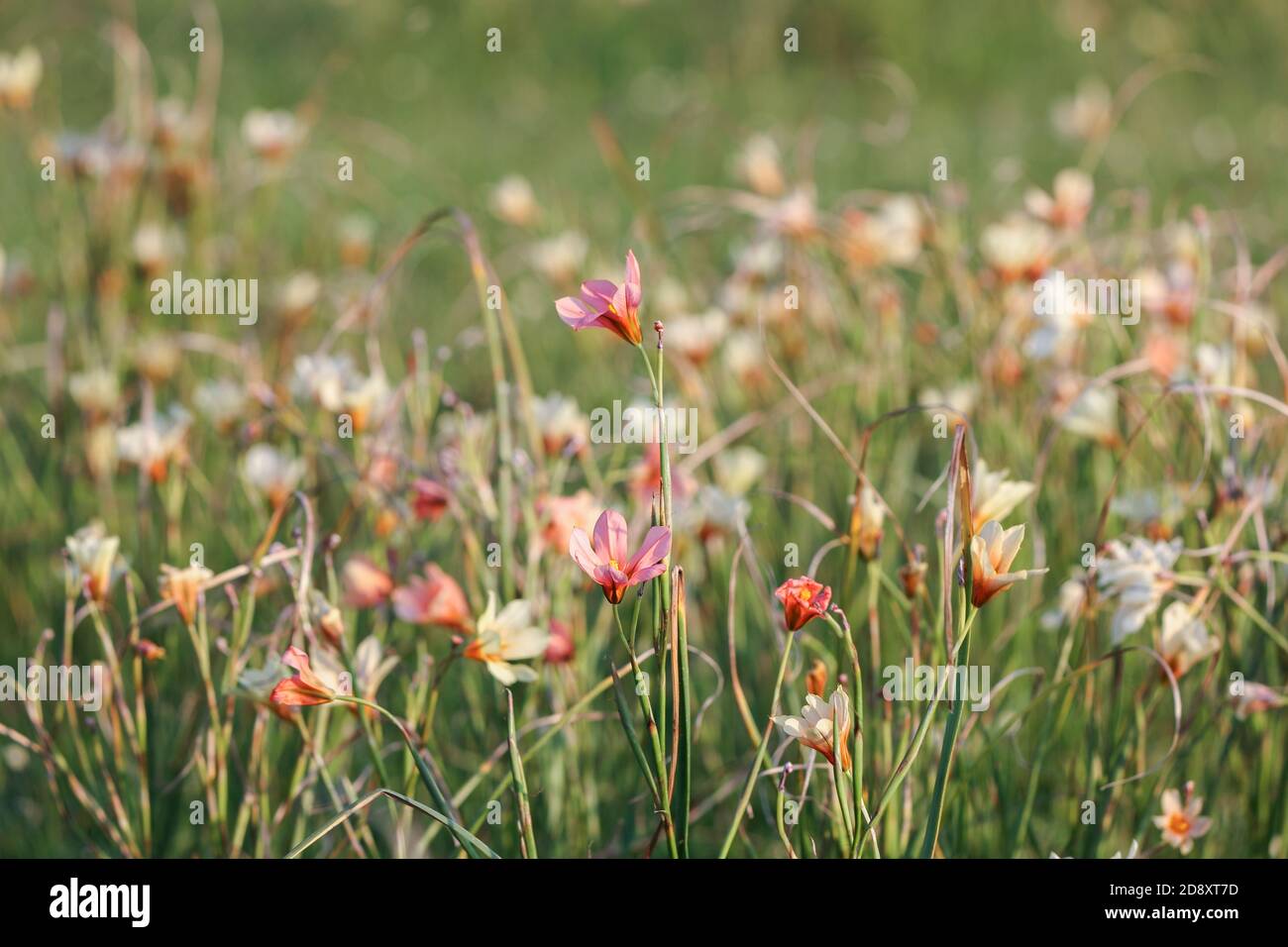 A field of one-leaf Cape tulip (Moraea flaccida) flowers Stock Photo ...