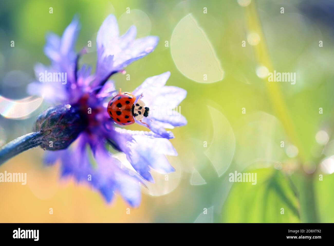 The little red ladybug from my garden poses for photos on a nice ...
