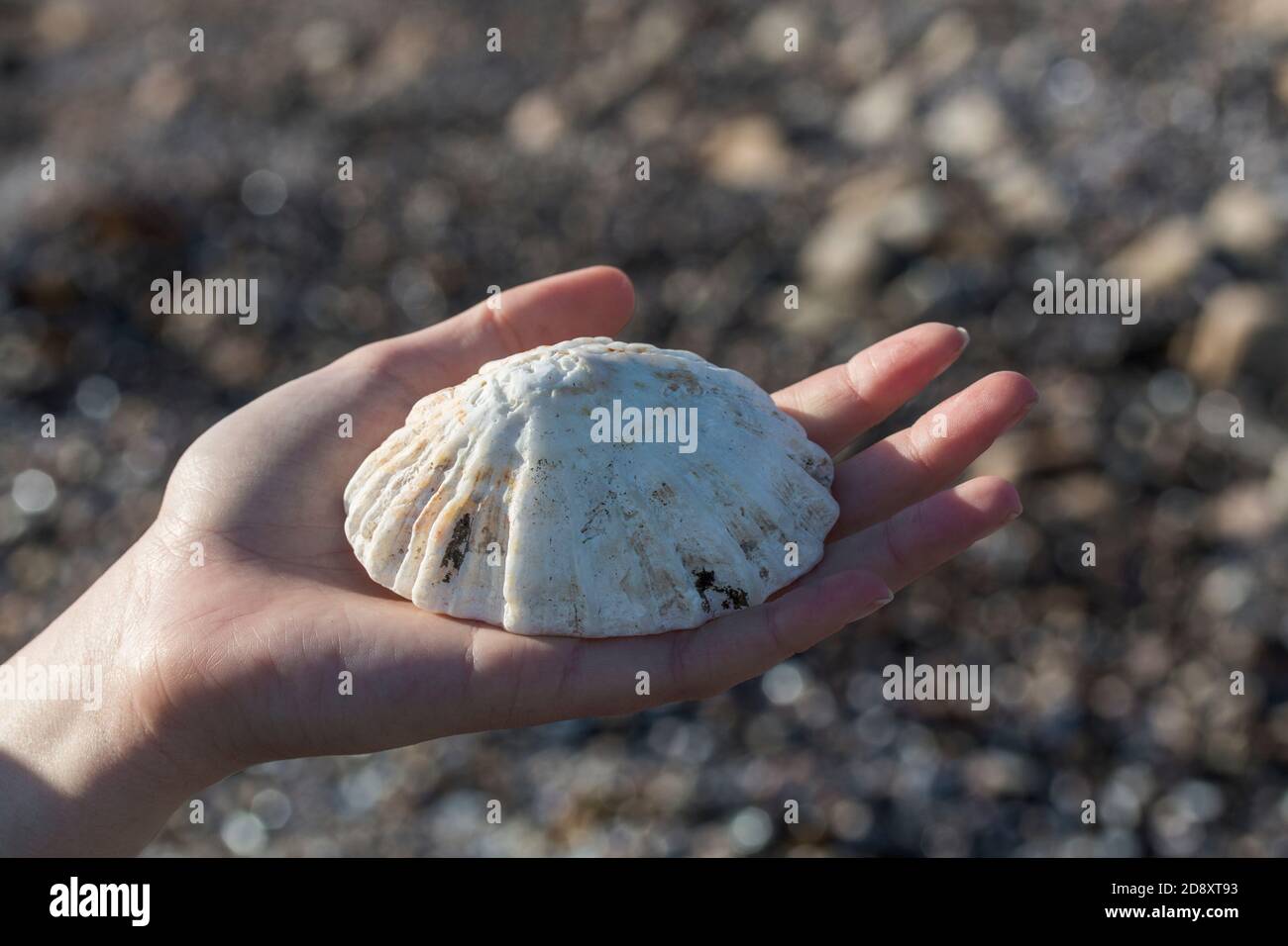 Collecting shells at the beach hi-res stock photography and images - Alamy