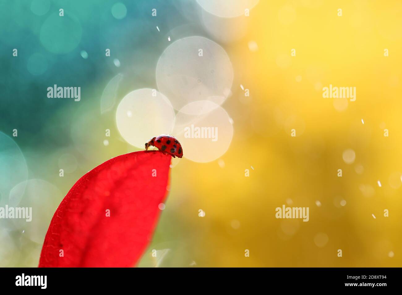 The little red ladybug from my garden poses for photos on a nice ...