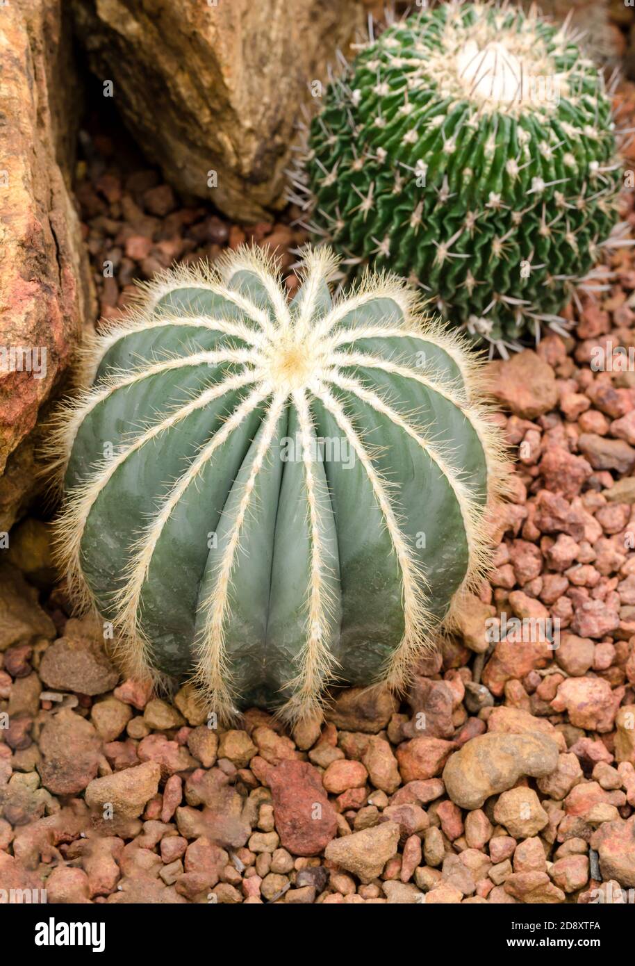 Notocactus magnificus hi-res stock photography and images - Alamy