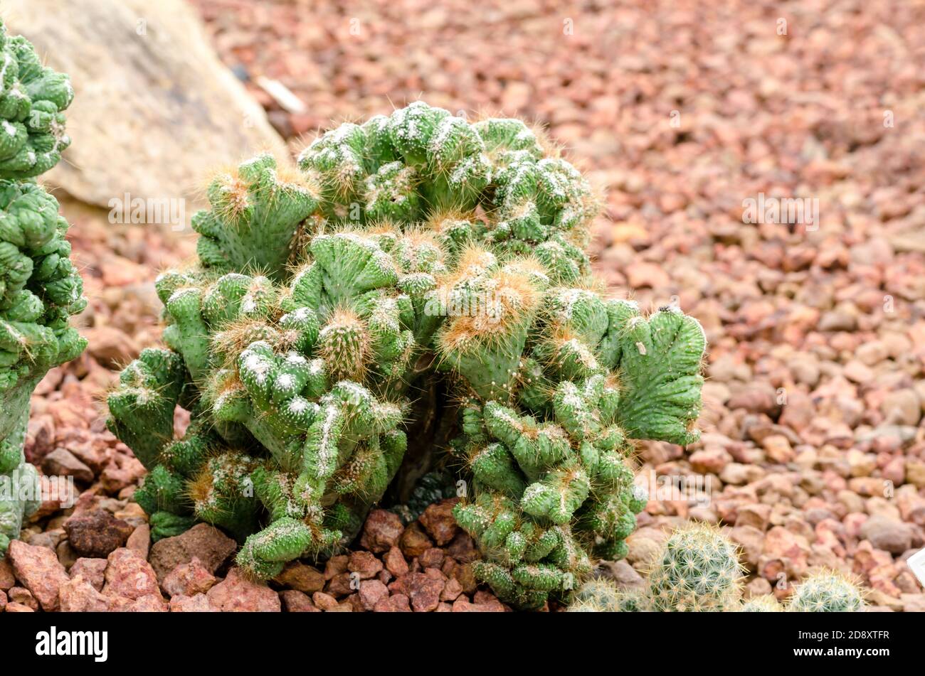 cereus monstrose cactus Stock Photo - Alamy