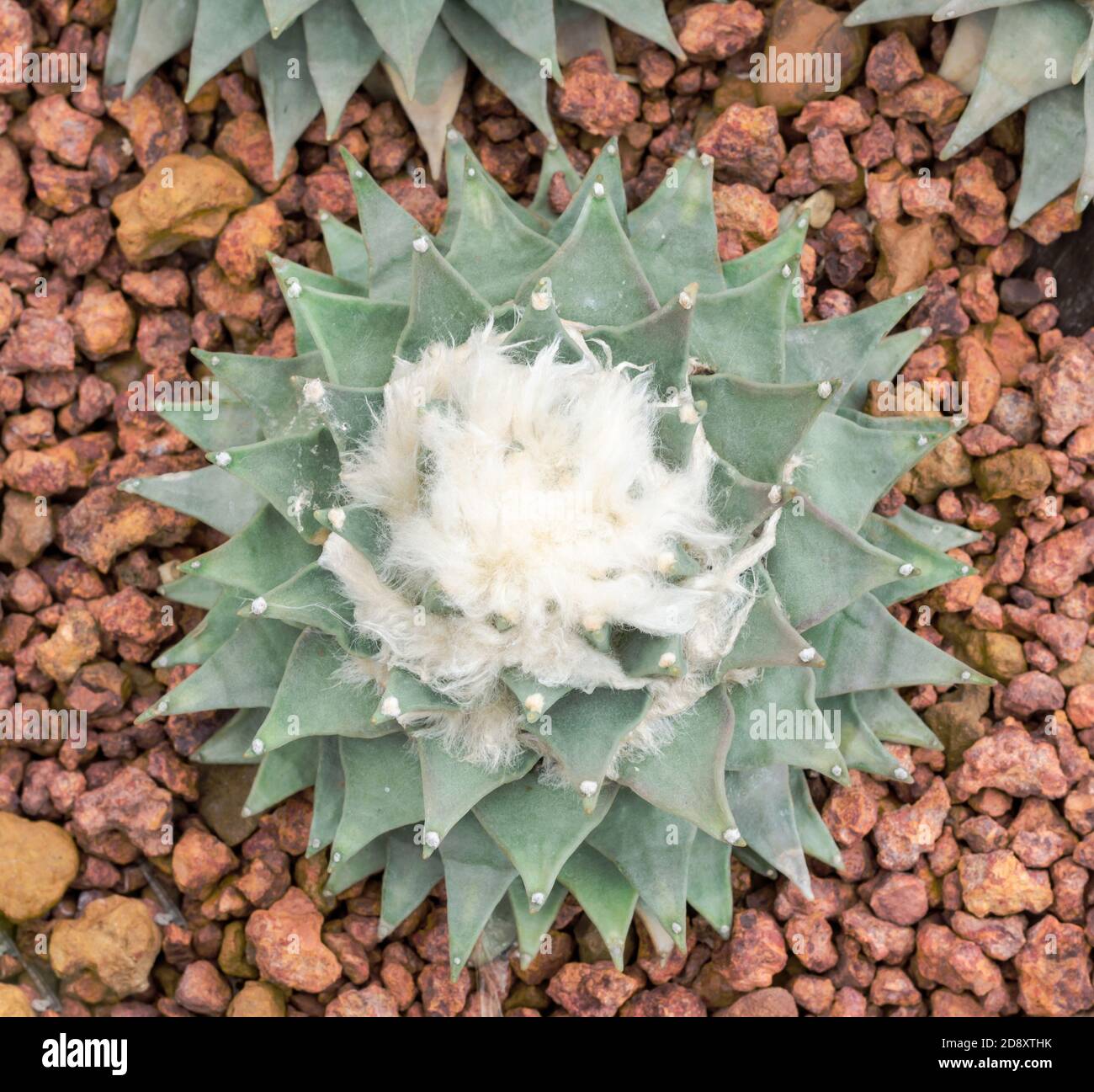 Obregonia hi-res stock photography and images - Alamy