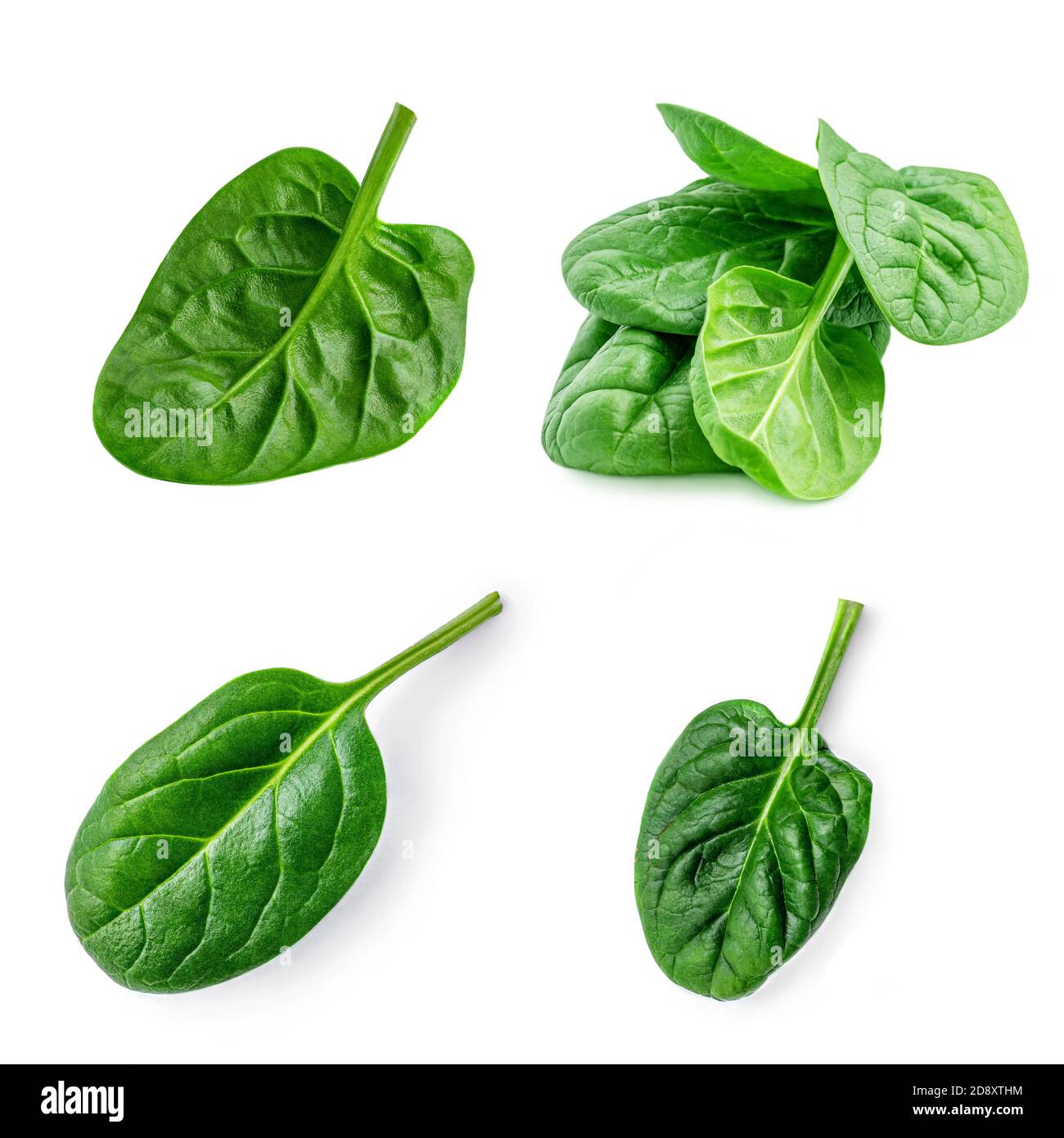 Spinach leaf isolated on white background. Spinach Macro. Top view ...