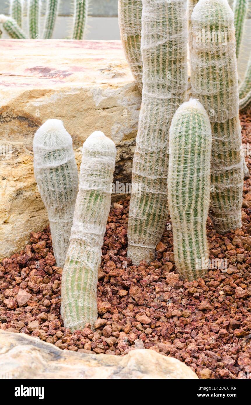 Cephalocereus senilis cactus (Old Man Cactus Stock Photo - Alamy
