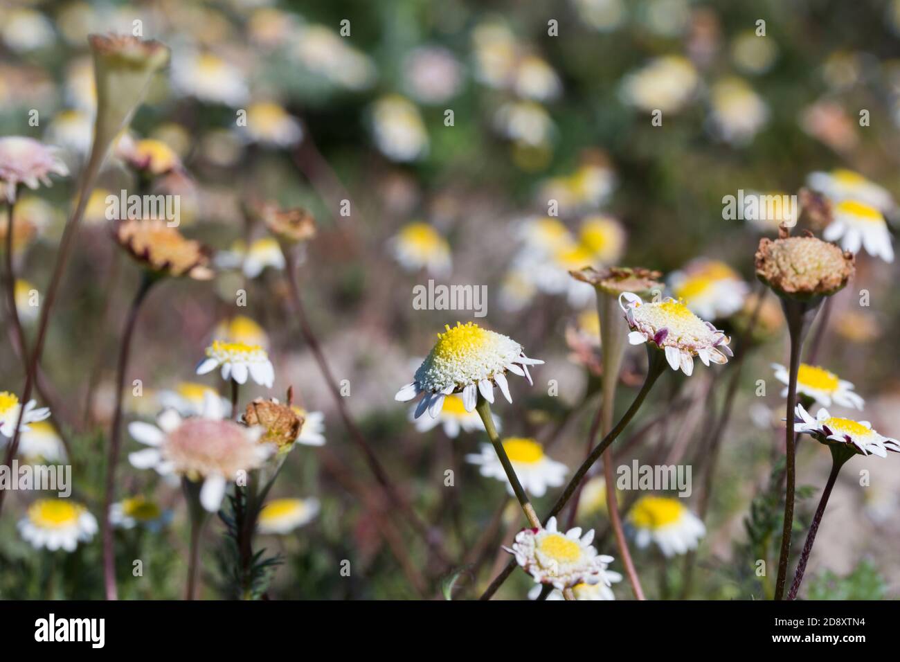 Buttonweed hi-res stock photography and images - Alamy