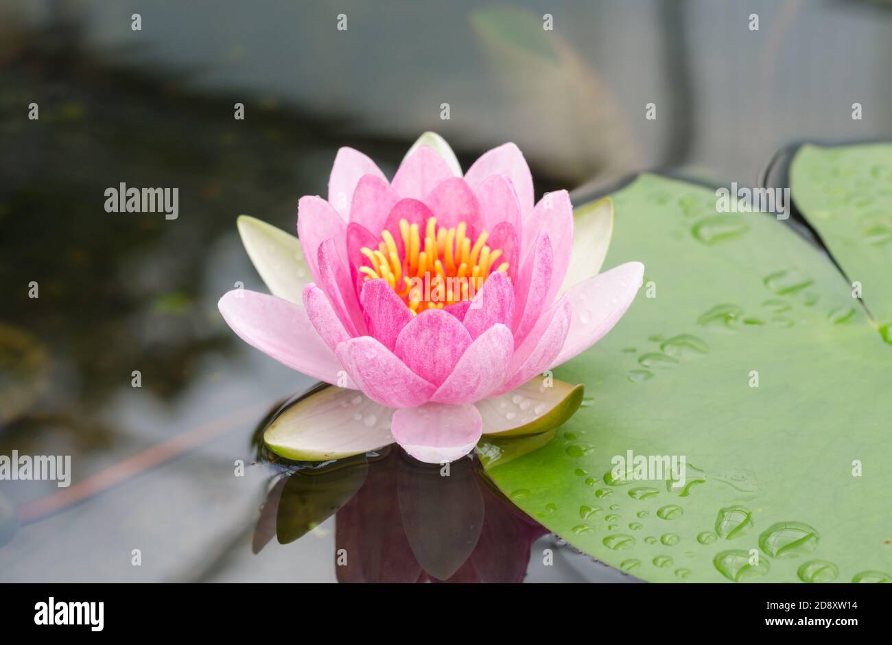 Rlily hi-res stock photography and images - Alamy