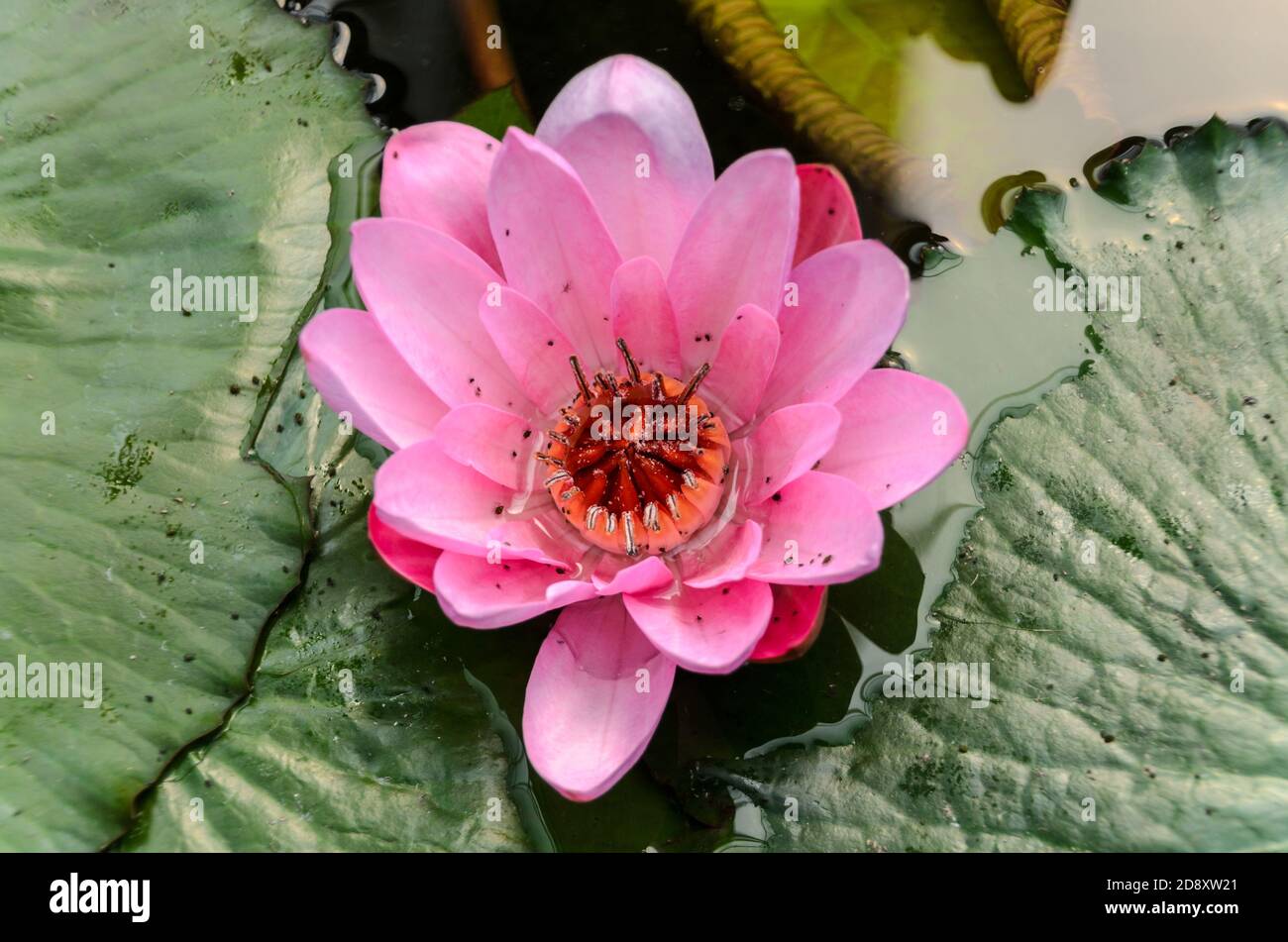 Rlily hi-res stock photography and images - Alamy