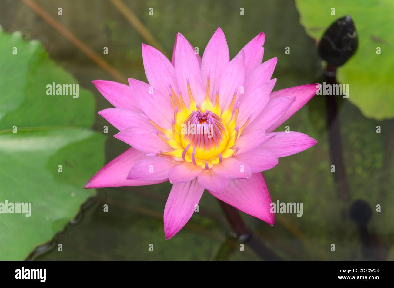 Rlily hi-res stock photography and images - Alamy
