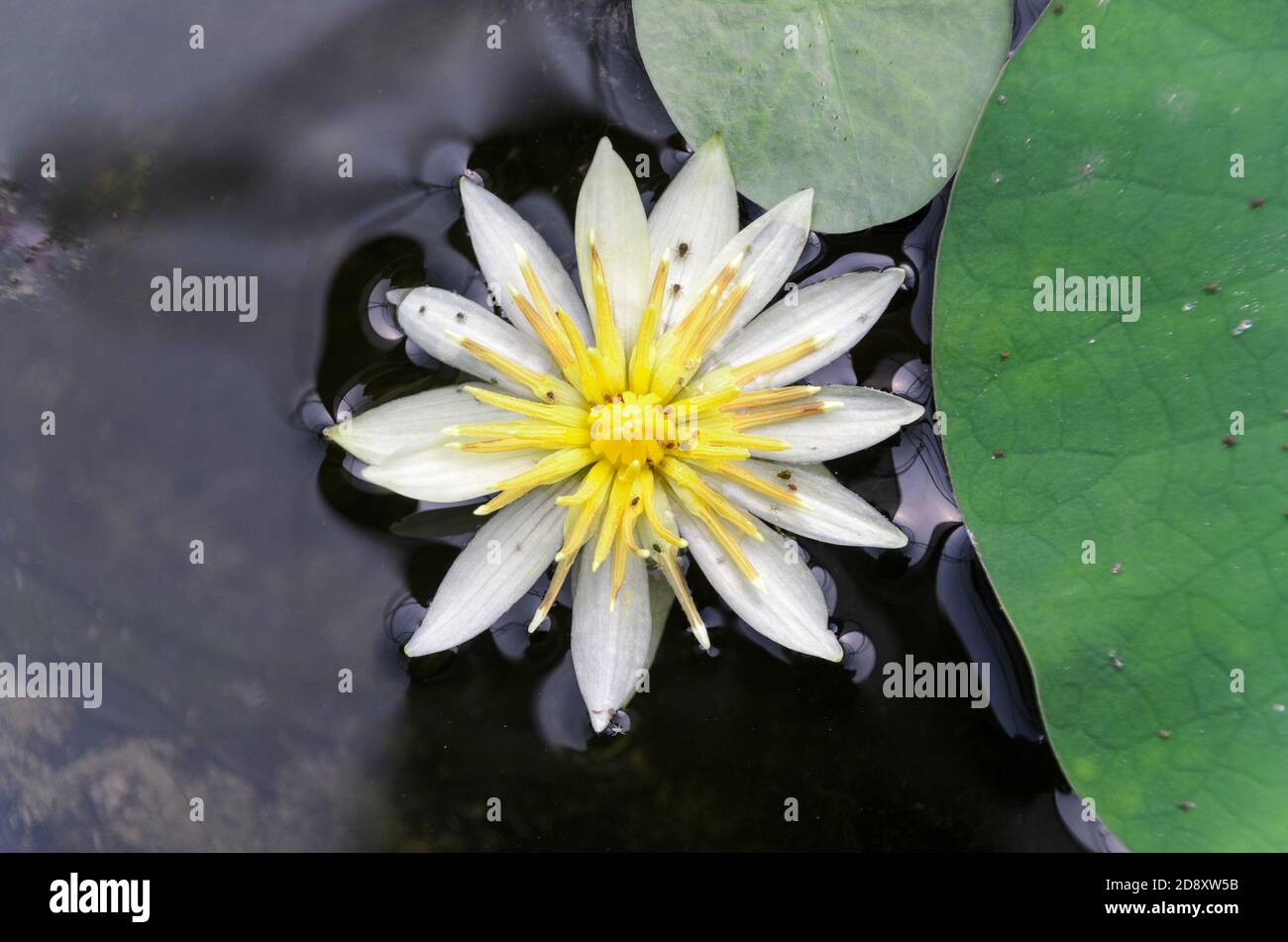 Rlily hi-res stock photography and images - Alamy