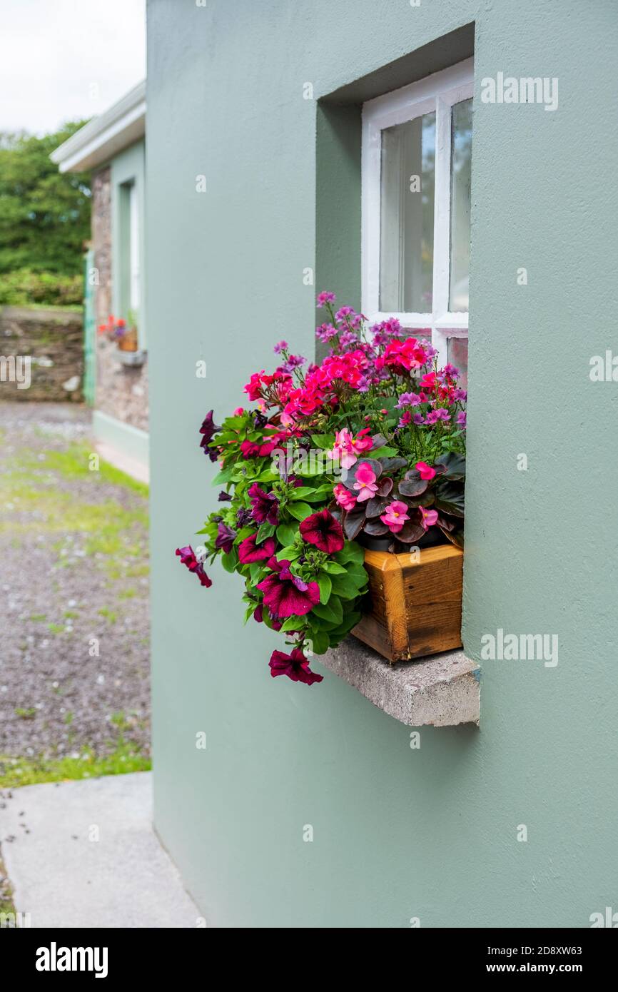 Palette of bright pinks and greens overflow window box against a green ...