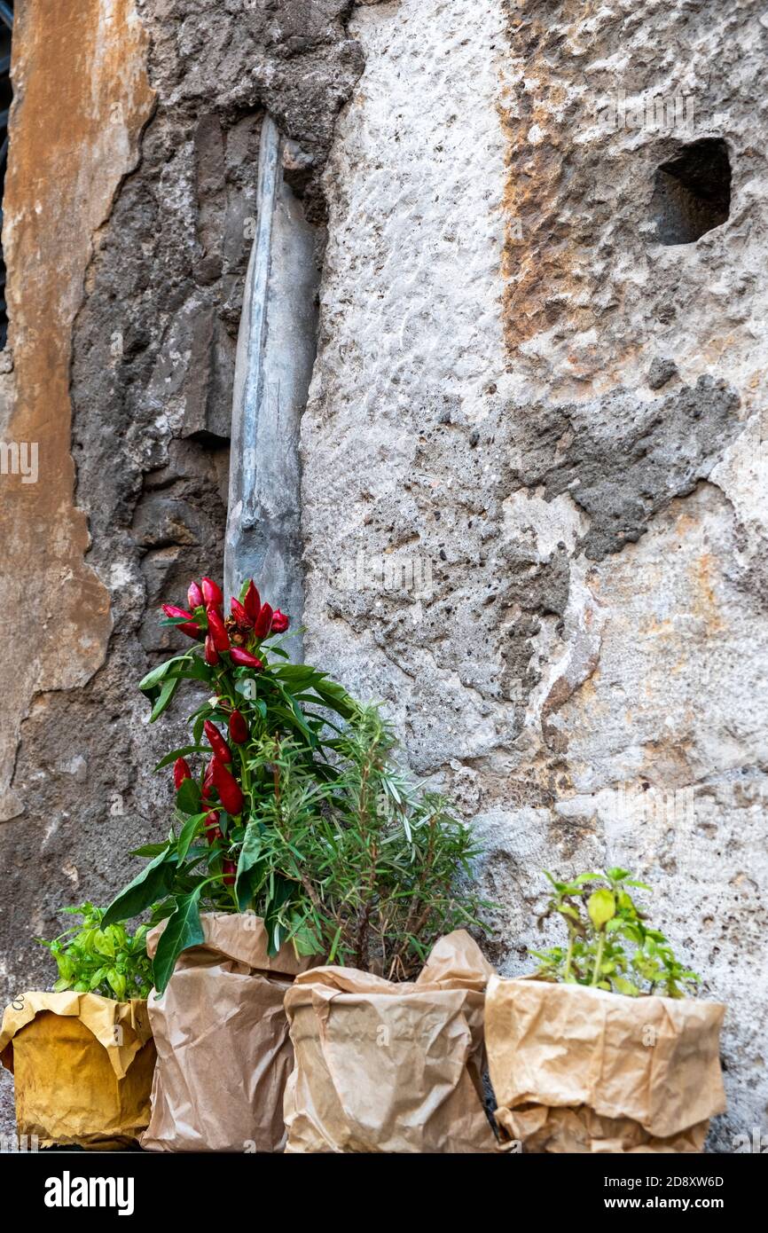 Colorful peppers and herbs in paper bag covered pots growing against an ...