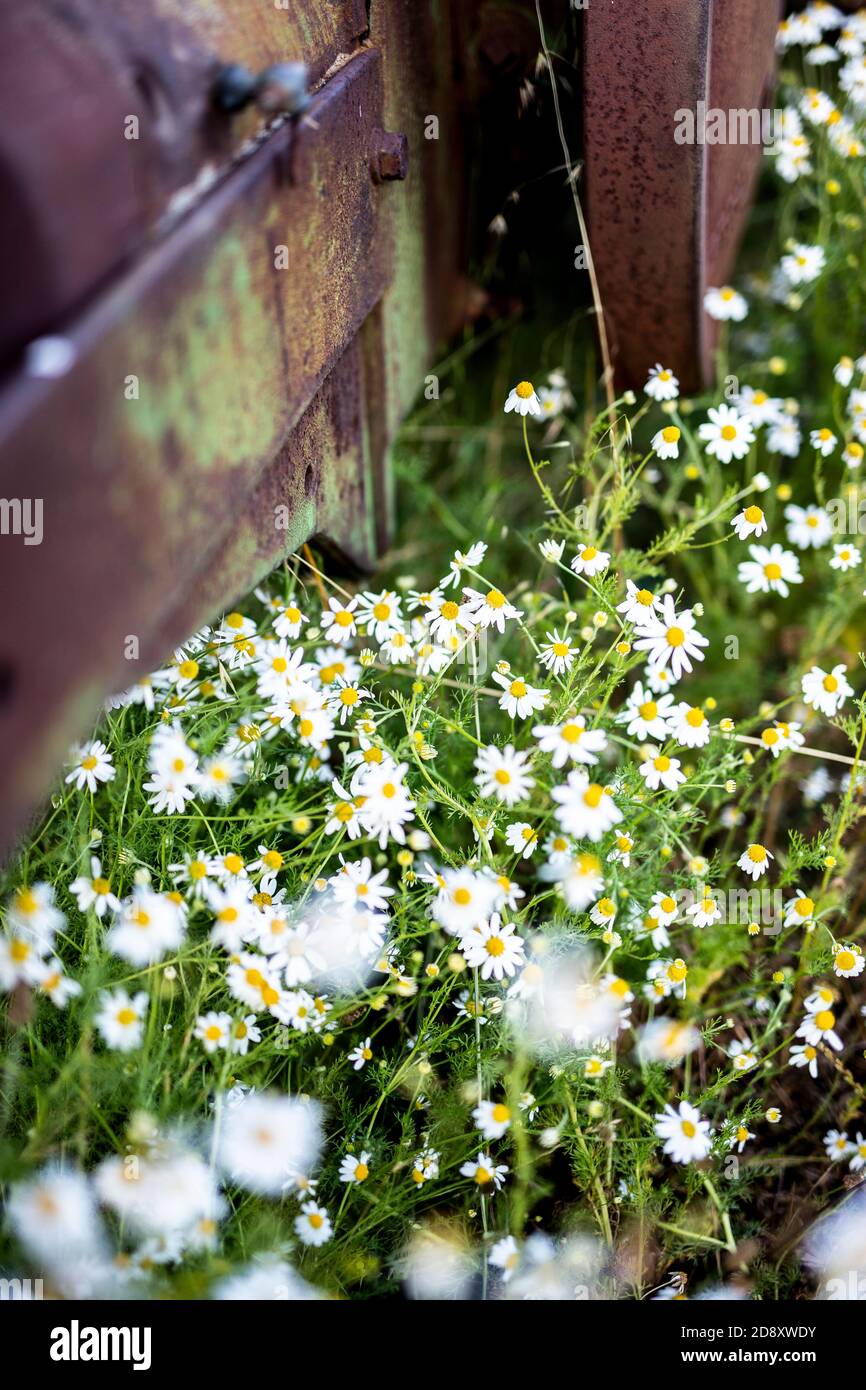 Wild white daisies growing under rustic old farm equipment Stock Photo ...