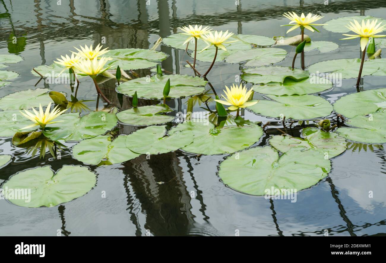 Beauty of Water Lily in the pond Stock Photo - Alamy