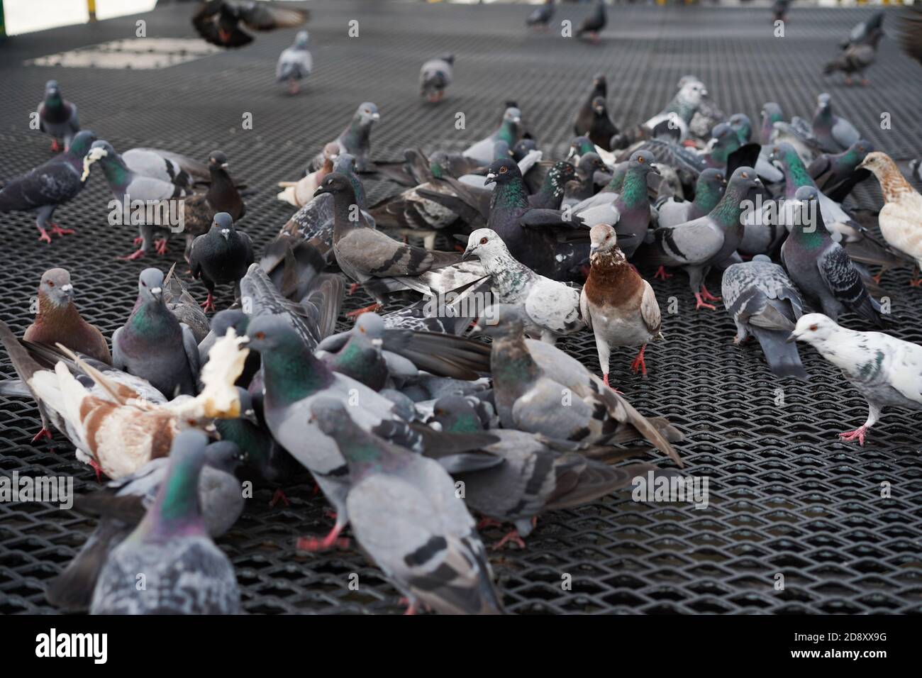 Group of Rock Dove Pigeons eating and feeding with a piece of bread in ...