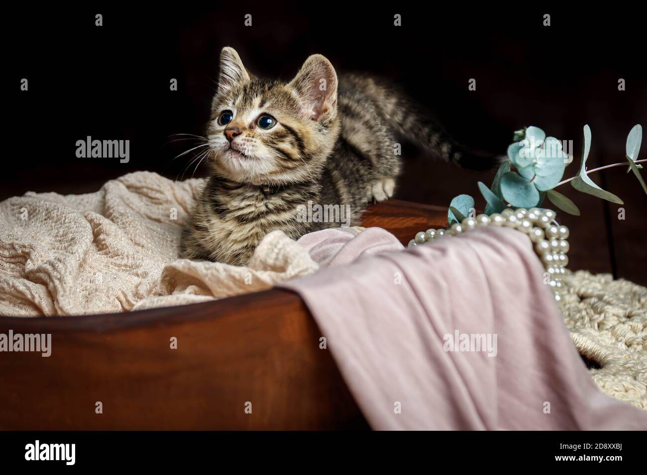 Cute Small Toyger kitten with tiger stripes in a dark studio closeup ...