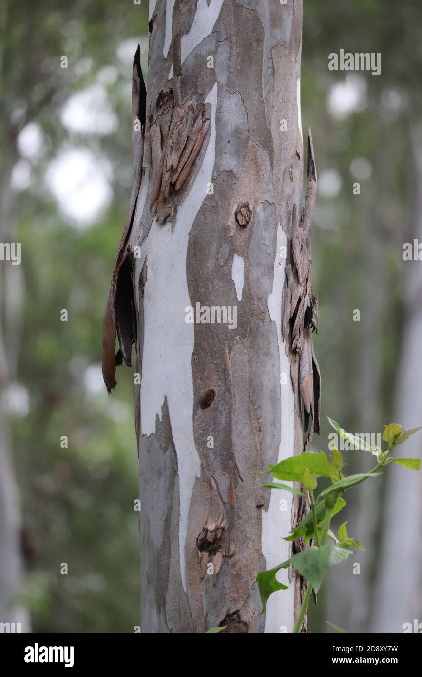Eucalyptus /Nilgiri tree bark with a sapling of different kind growing ...