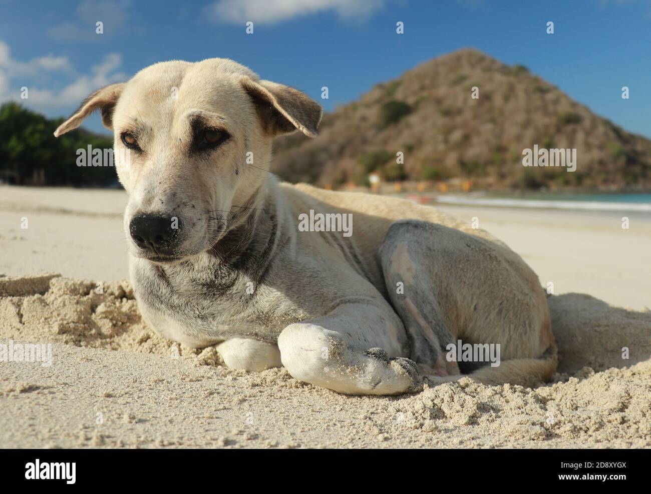 Close up of a dog on a sandy beach. Cute dog in holiday at the beach in ...