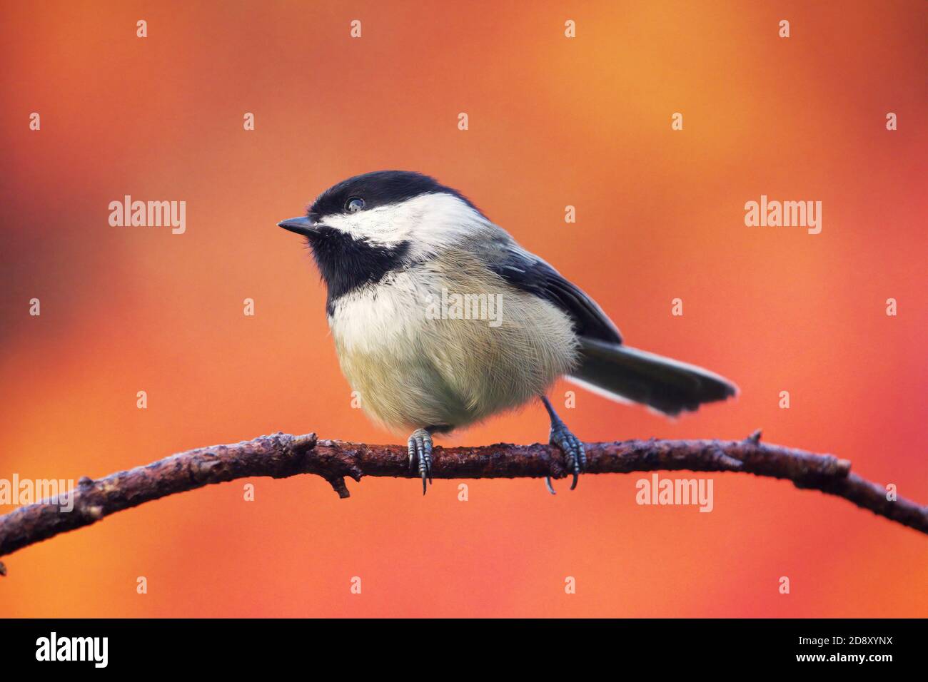 Black-capped chickadee perched on branch, autumn colors in background ...