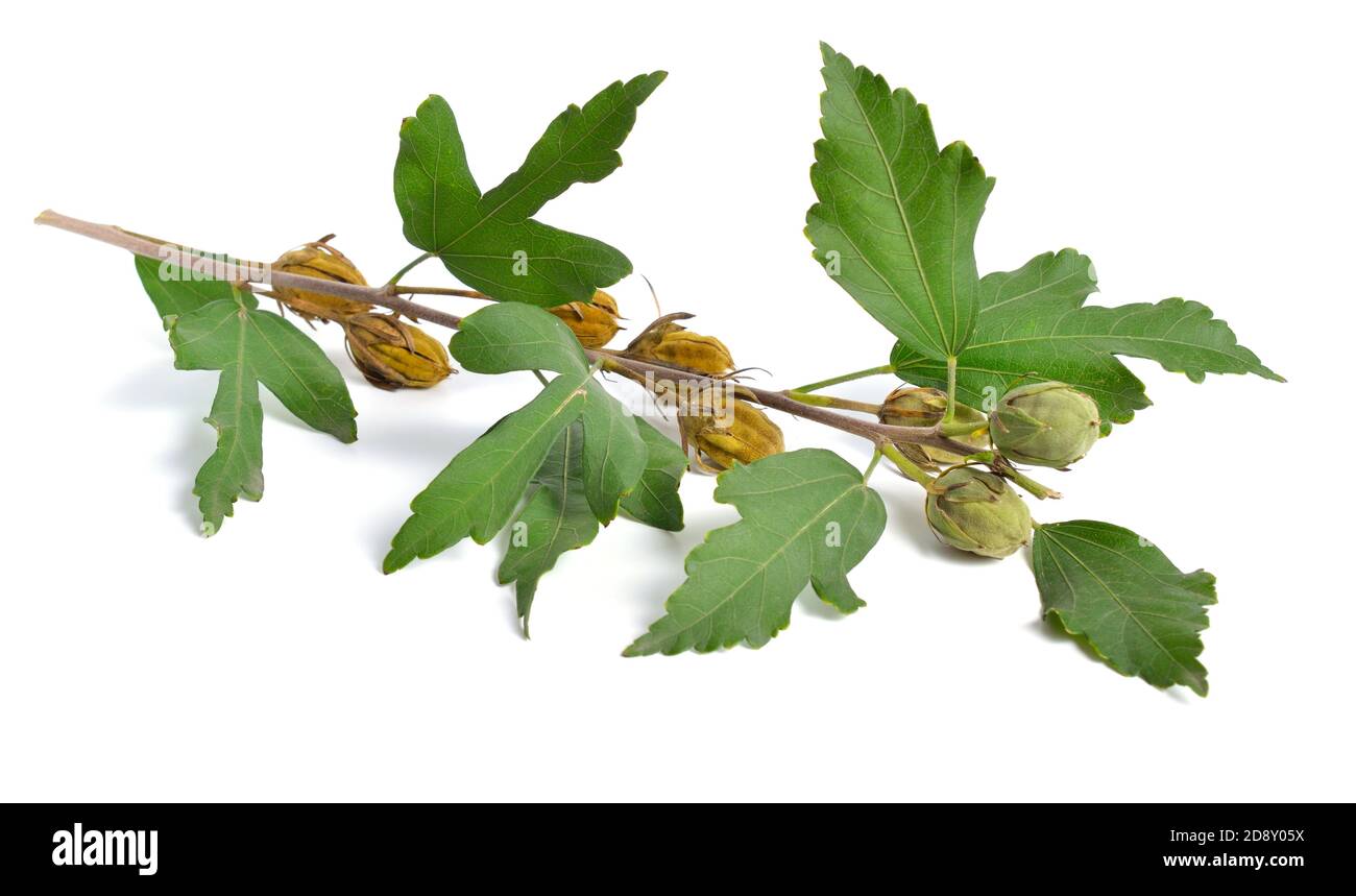 Rose sharon flower common Cut Out Stock Images & Pictures - Alamy