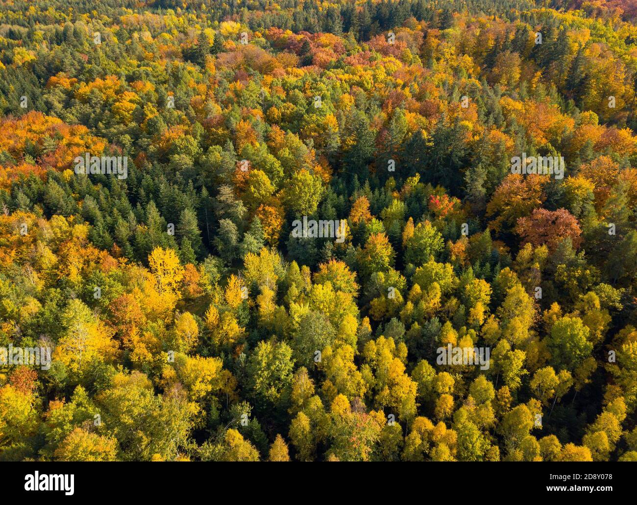 Aerial view of autumn forest. Fall landscape with red, yellow and green ...