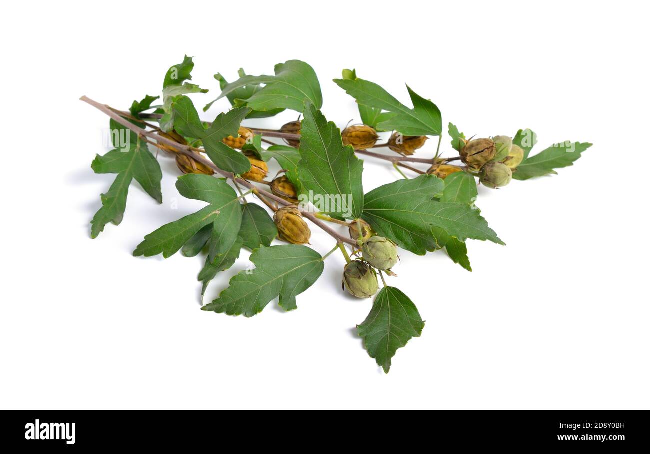 Hibiscus syriacus. Common names Korean rose, rose of Sharon, Syrian ...