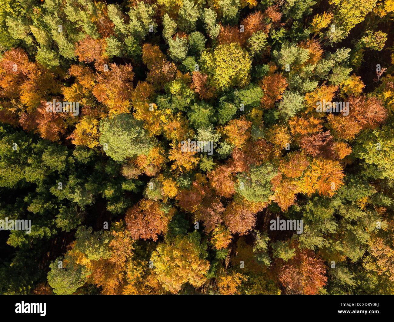 Aerial view of autumn forest. Fall landscape with red, yellow and green ...