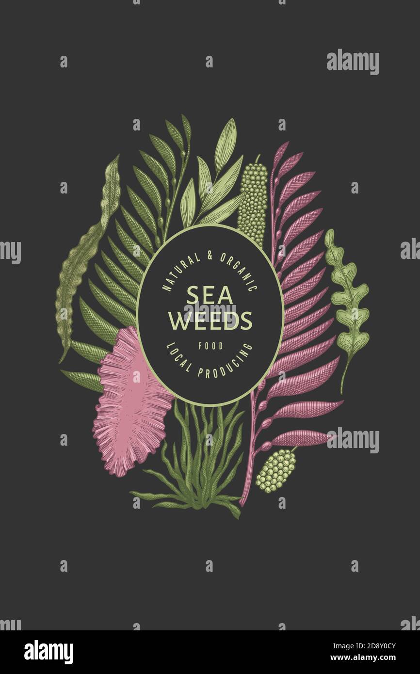 Seaweed design template. Hand drawn vector seaweeds illustration ...