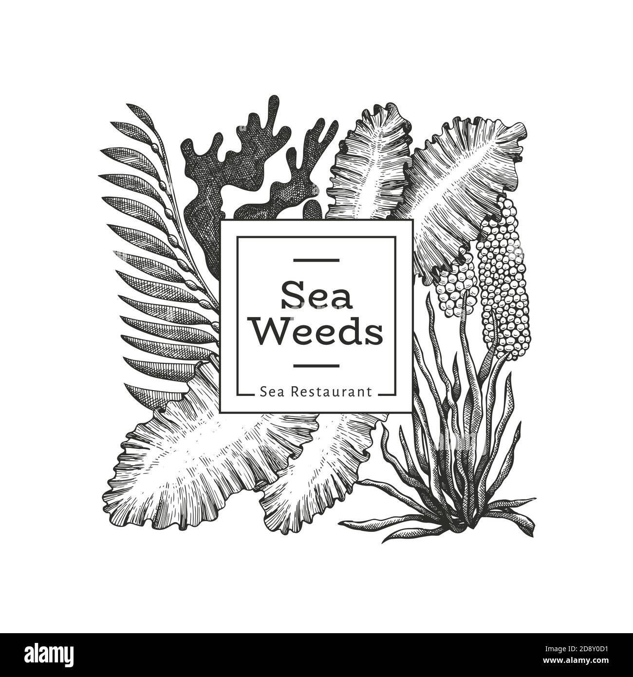 Seaweed design template. Hand drawn vector seaweeds illustration ...